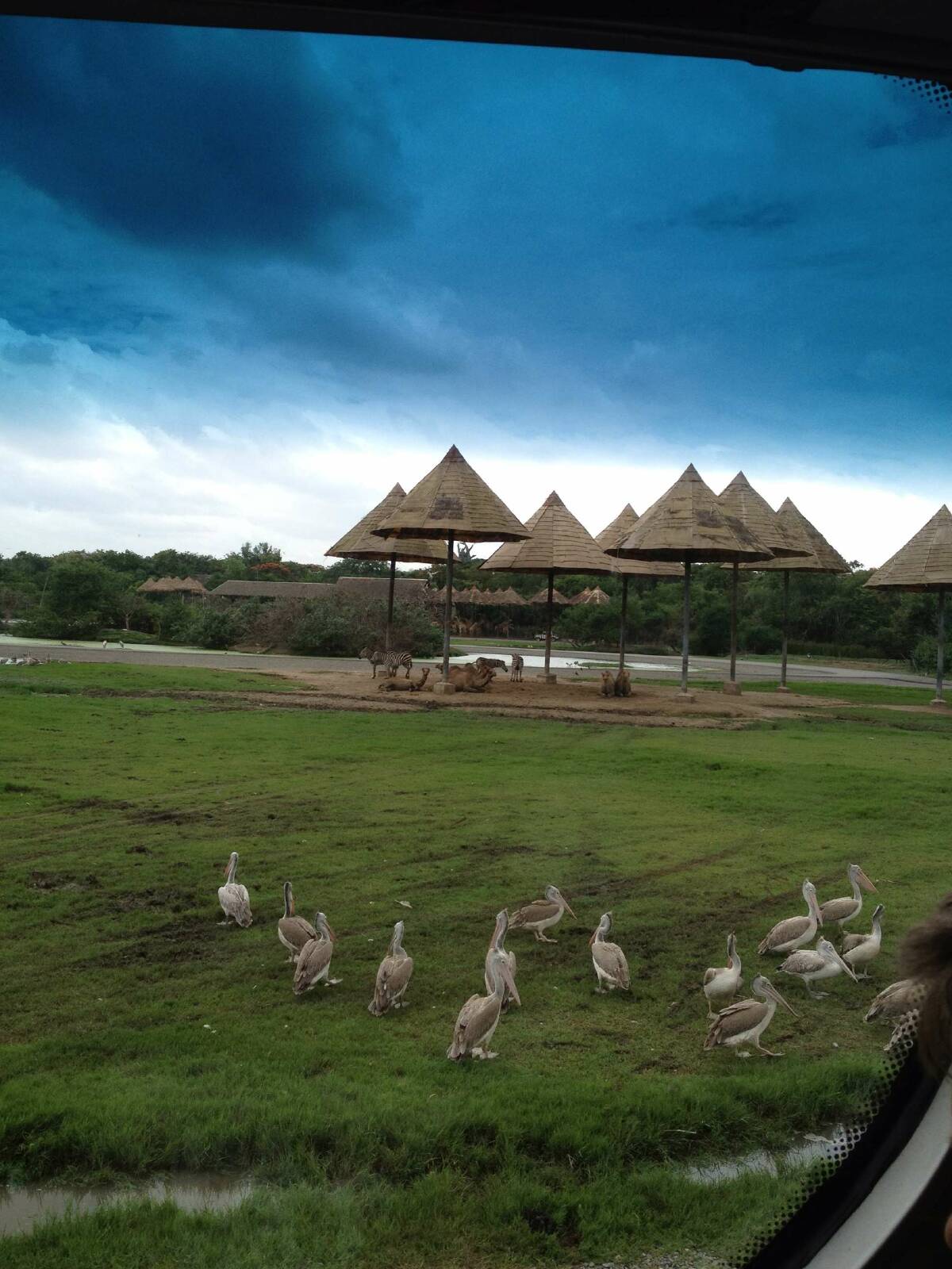 Safari World | Vergleiche Tickets & Touren mit TicketLens