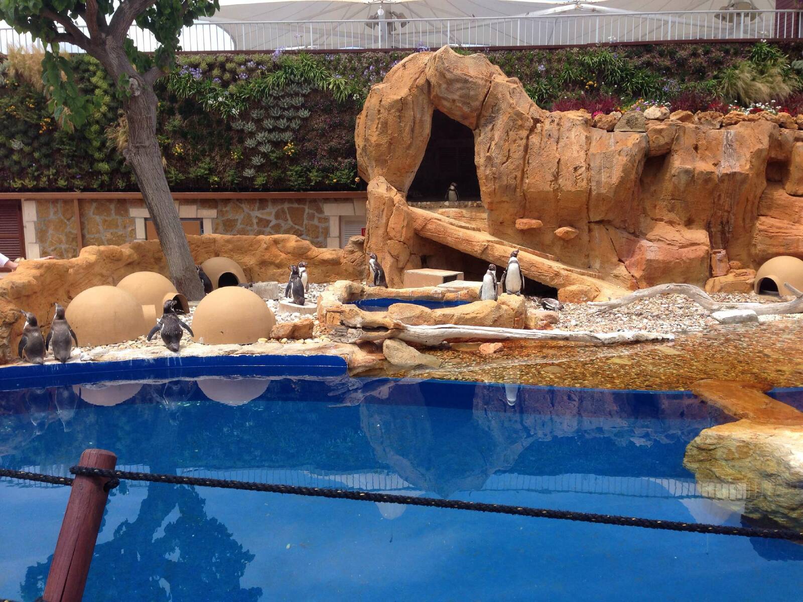 Marineland Mallorca | Vergleiche Preise für Tickets für den Meeres ...